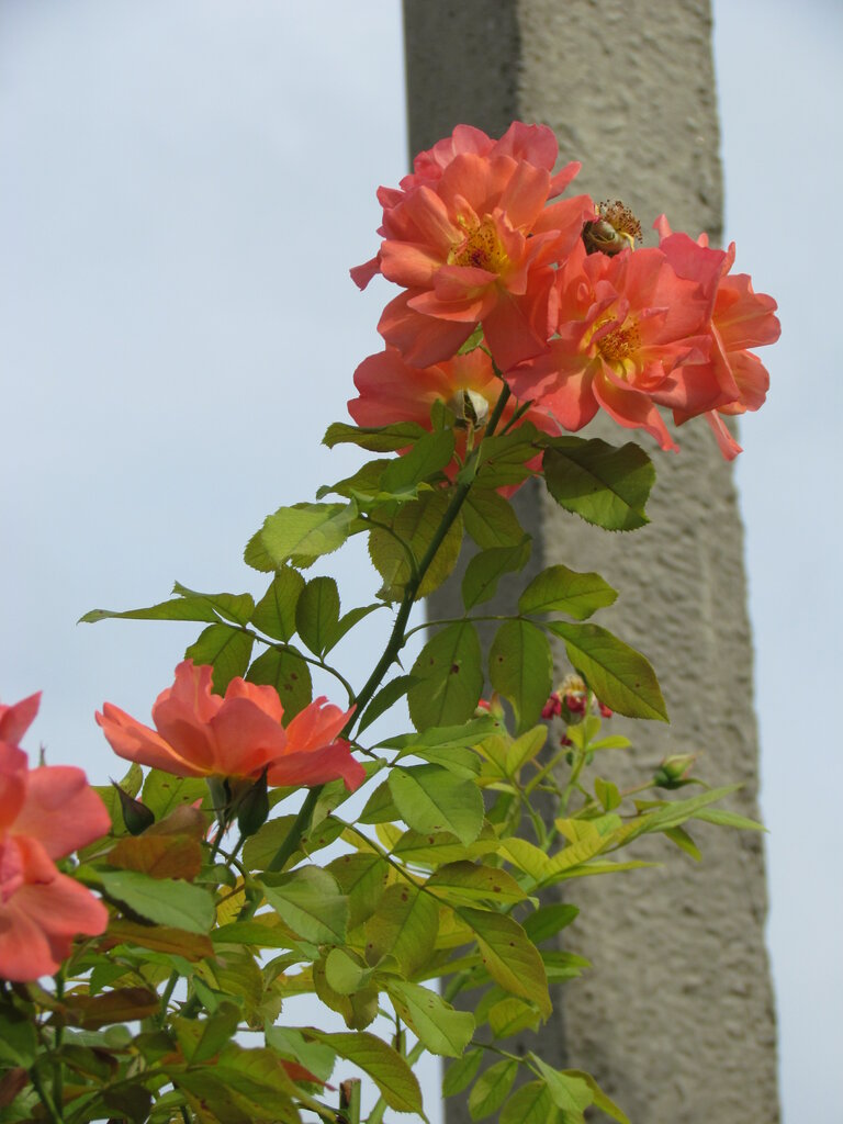 Otel Солнечная, Krasnodarski krayı, foto