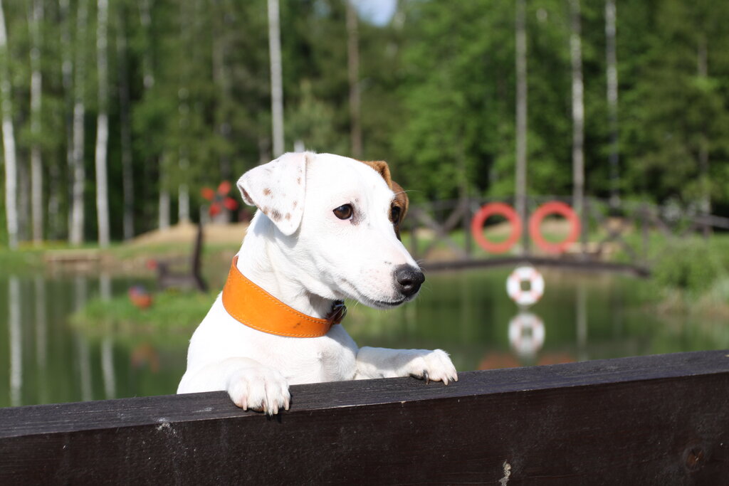 Evcil hayvan yetiştiricileri Pitomnik Dzhek Rassel teryerov Smaylvud, Moskova ve Moskovskaya oblastı, foto