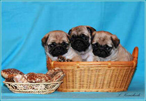 Evcil hayvan yetiştiricileri Pitomnik mopsov Medovy pryanik, Smolensk, foto