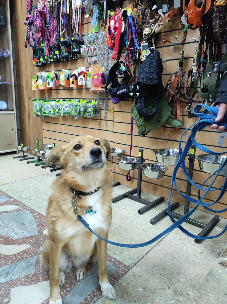 Petshop ZooМир, Çaykovski, foto