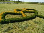 Farm Vlas (Bresckaja voblasć, Zhabinkawski Rural Council, vioska Rachki), fidan yetiştiriciliği  Brestskaya oblastından