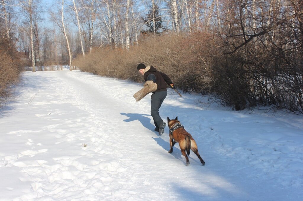 Pet otel Цент дрессировки собак ForDog22, Rubtsovsk, foto