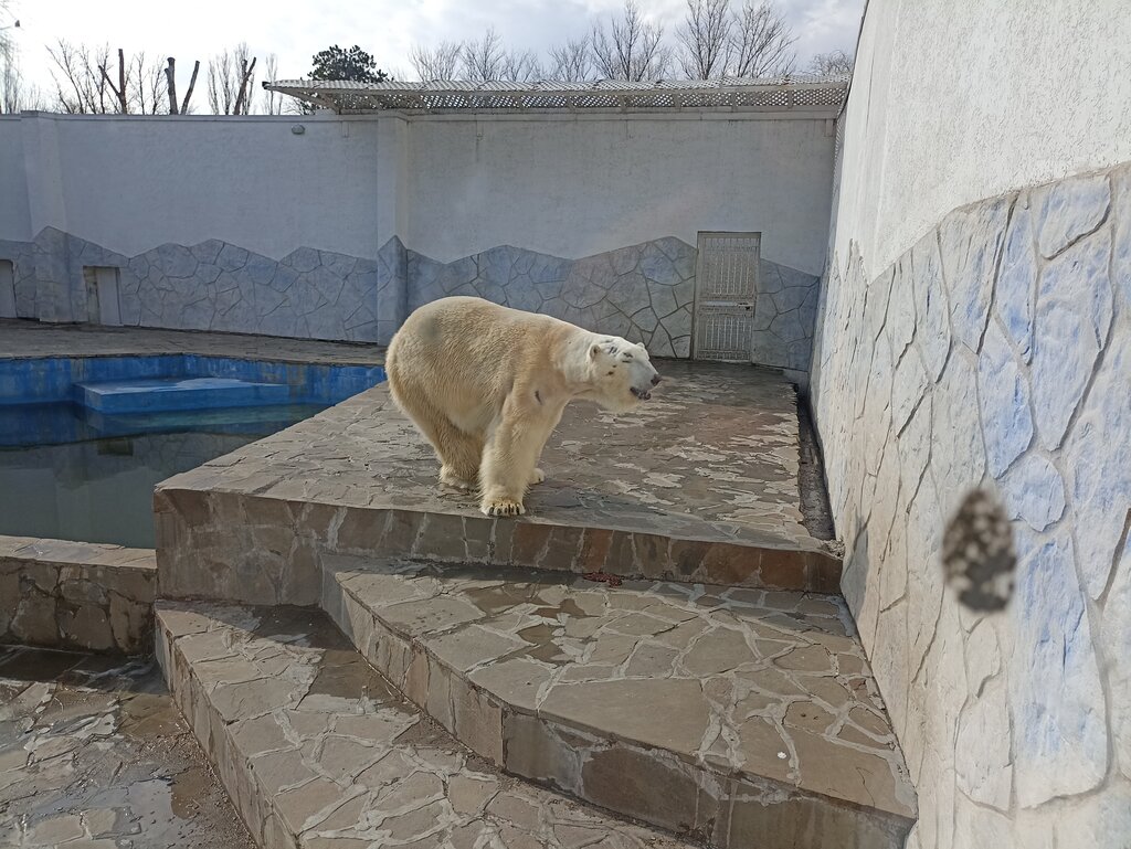 Hayvan muhafazaları Белые медведи, Rostov‑na‑Donu, foto