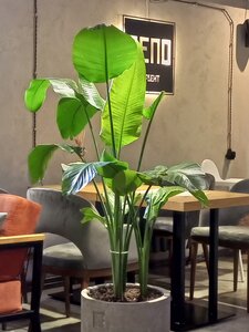 Depo (Buynakskogo Street No:42), restoran  Derbent'ten