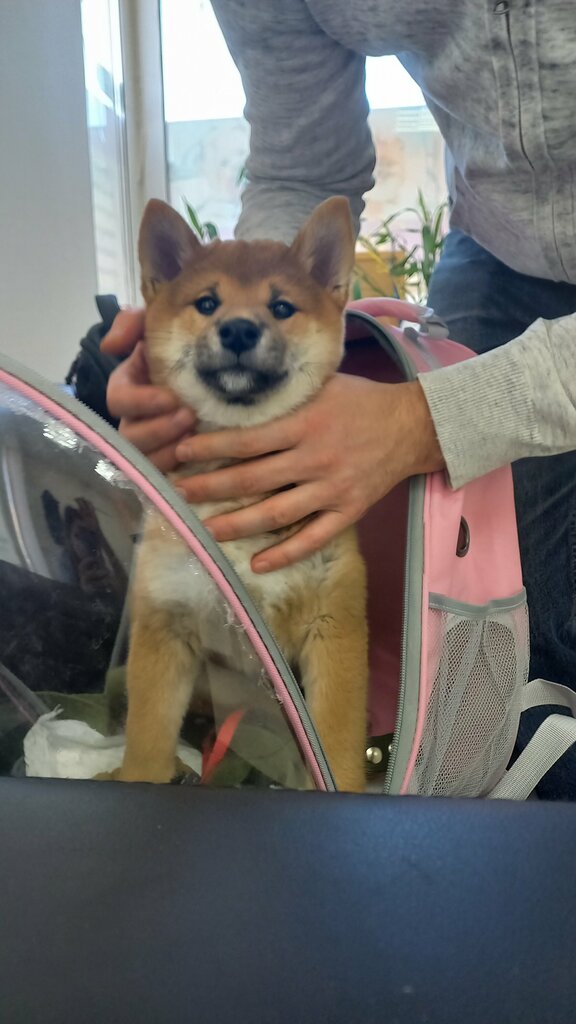 Veteriner klinikleri Pet Prioriret, Saint‑Petersburg, foto