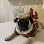 Звездный мопс (Lunnaya Street No:53), petshop  Berdsk'ten