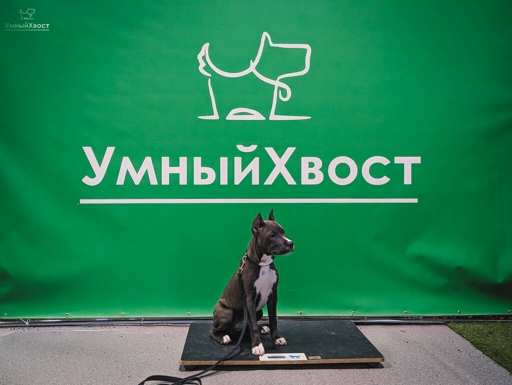 Köpek hizmeti УмныйХвост, Moskova, foto