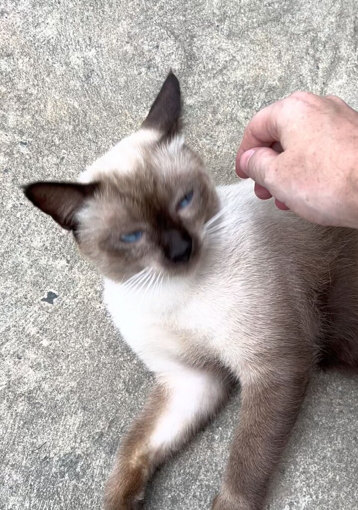 Kahve dükkanları Chao Doi Coffee Chalong, Phuket Eyaleti, foto