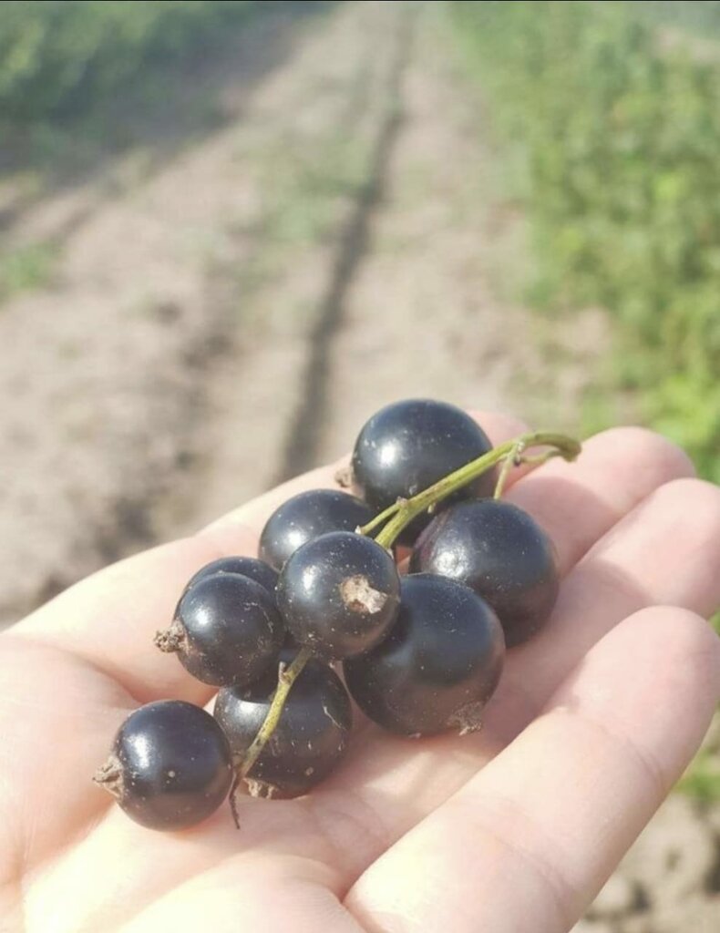 Fidan yetiştiriciliği Покровский питомник, Kalujskaya oblastı, foto