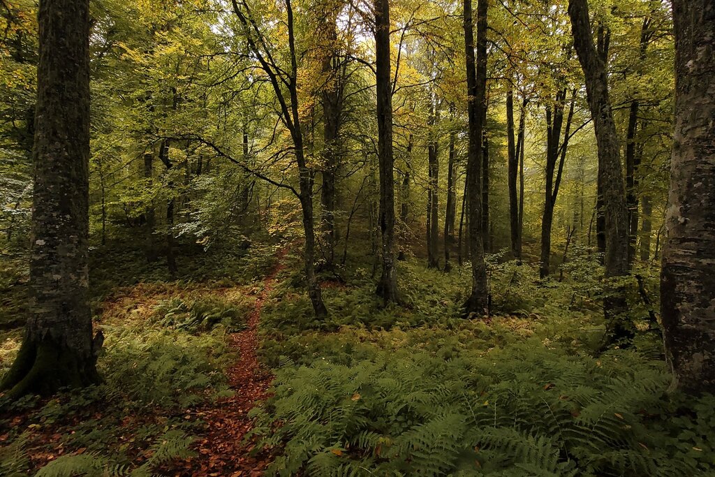 Dağ zirvesi 1452 м., Soçi, foto