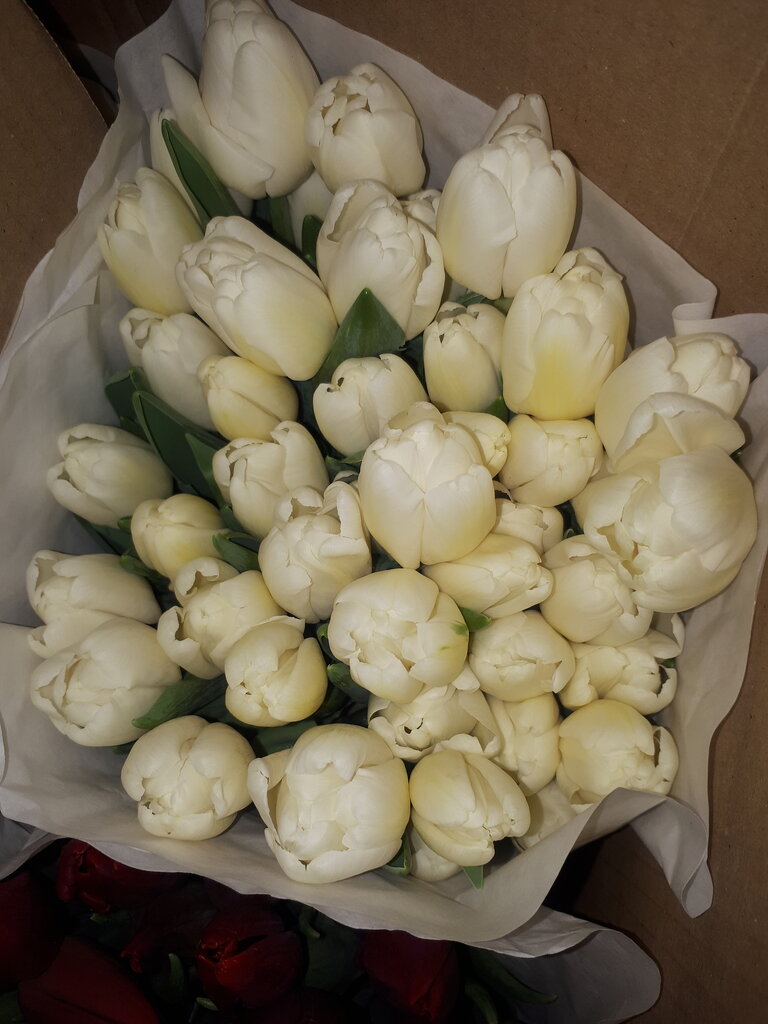 Sera ve bahçe ürünleri Садовый центр, Saint‑Petersburg ve Leningradskaya oblastı, foto