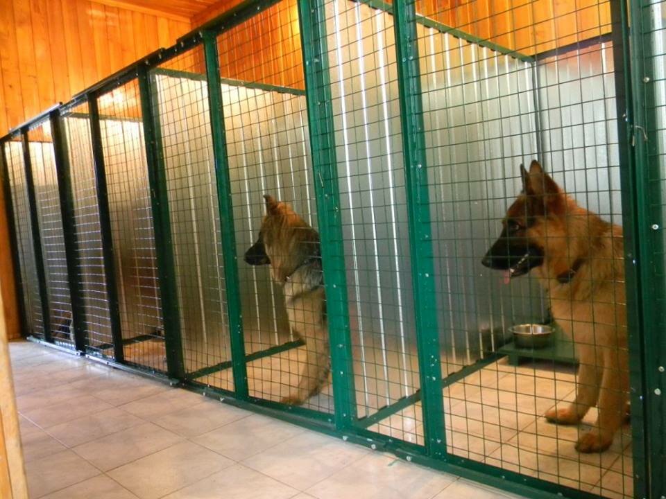 Pet otel SKTs Ankur, Çeliabinskaya oblastı, foto