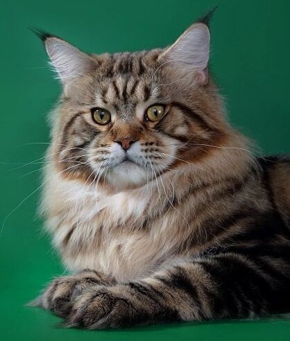 Evcil hayvan yetiştiricileri Cat Cattery Of Maine Coon And Pixiebob, Yekaterinburg, foto