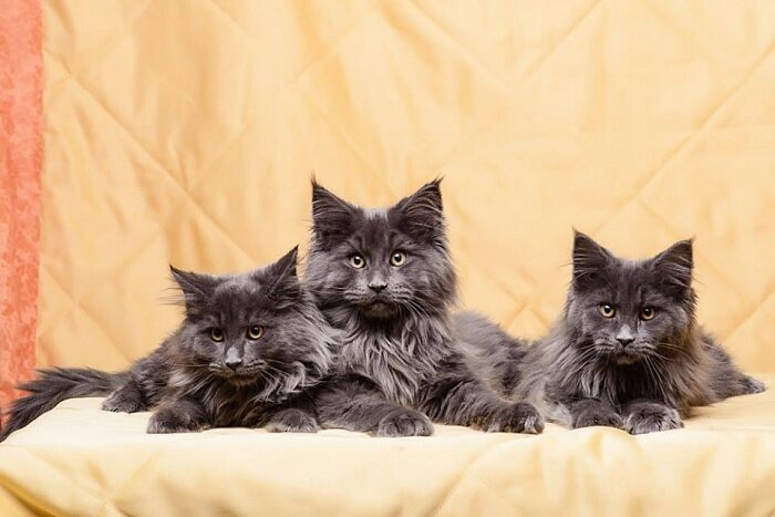 Evcil hayvan yetiştiricileri Camellia Coon maine coon cattery, Herson, foto