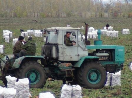 Toptan sebze ve meyve satışı Kfh Zaripova i A, Başkurdistan, foto