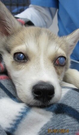 Veteriner klinikleri Veterinarnaya klinika Dr. Glushkov V. G., Çeliabinsk, foto