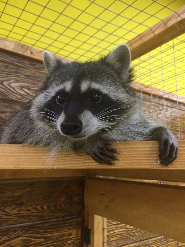 Hayvanat bahçesi merkezi Ruchnoy Zoopark, Smolensk, foto