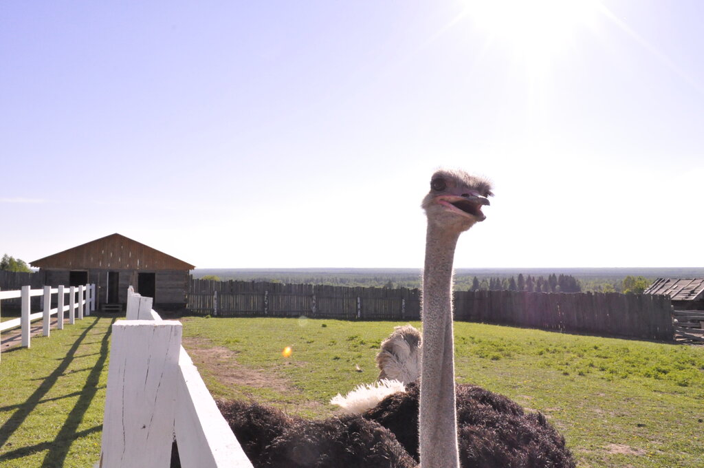 Hayvanat bahçeleri Ostrich farm Yakov Park, Kirovskaya oblastı, foto