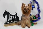 Gruming calon Jazz (vulytsia Akademika Viliamsa No:59З), evcil hayvan kuaförleri  Odesa'dan