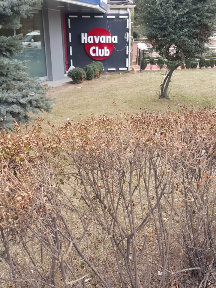 Gece kulüpleri Havana Night Club, Ankara, foto