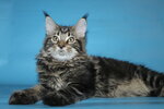 Maine coon cattery MarBin&House (Luhansk, kvartal Zhukova), evcil hayvan yetiştiricileri  Lugansk'tan