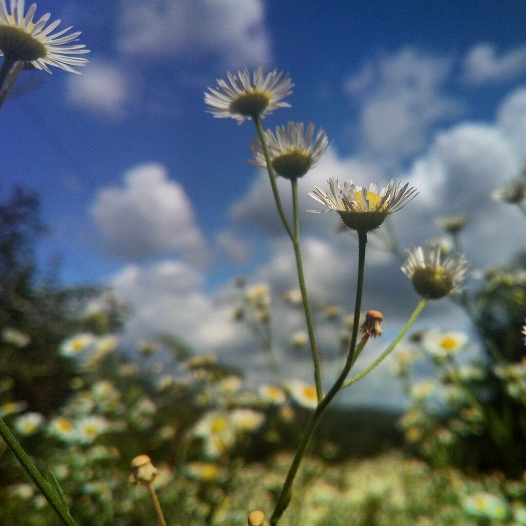 Emlak ofisi Askom, Vladivostok, foto