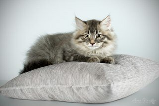 Evcil hayvan yetiştiricileri Pitomnik Sibirskoye Chudo, ofis, Saint‑Petersburg, foto