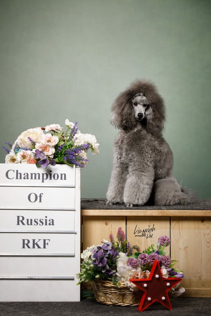 Evcil hayvan yetiştiricileri Velikolepnyi poodle, Moskova, foto