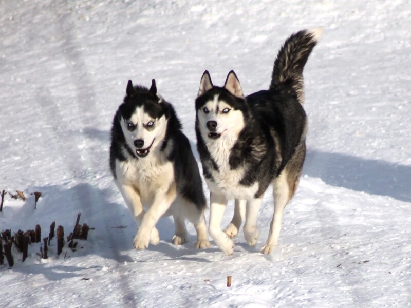 Evcil hayvan yetiştiricileri Husky Club Kennel, Moskova ve Moskovskaya oblastı, foto