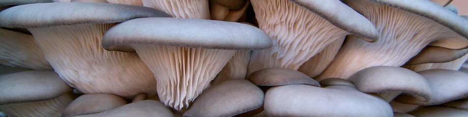 Mantar yetiştirme ve satış Gribnoydom, Stavropol, foto