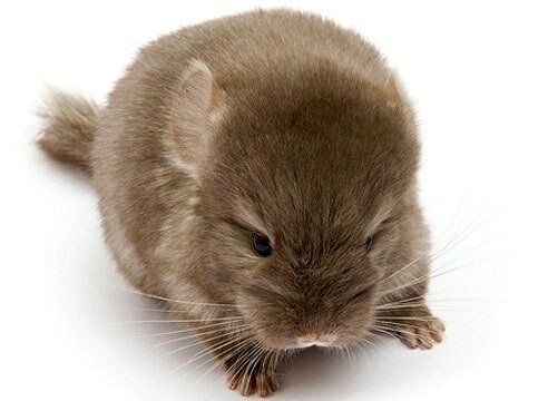 Evcil hayvan yetiştiricileri Pitomnik shinshill Shicca, Rostovskaya oblastı, foto