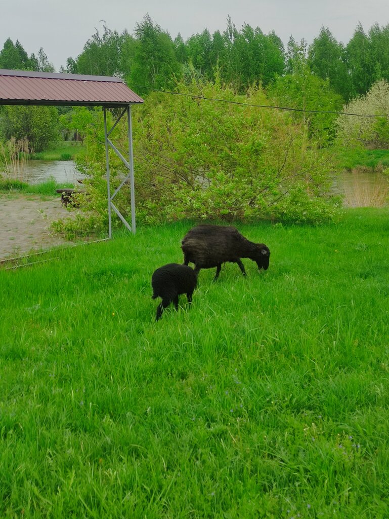 Avcılar ve balıkçılar ГБУ Но Гоох Но, Gorodets, foto