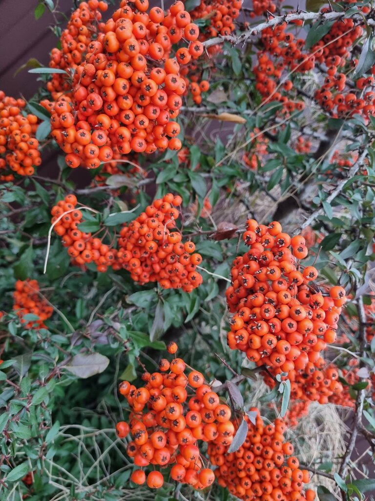 Resort oteller, tesisler Pirakantum, Temriuk, foto