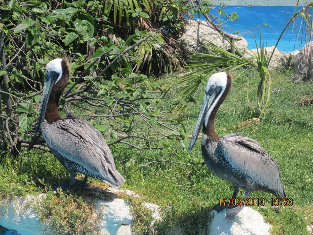 Akvaryumlar Acuario Nacional Cuba, Havana, foto