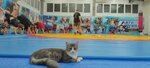 Спортивный клуб Александр (ulitsa Generala Yermolova No:20, selo Yamnoye), spor okulları  Voronejskaya oblastından