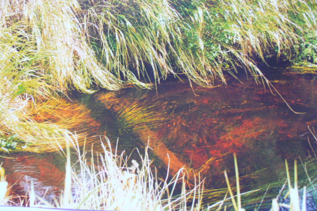 Pınar, çay Spring, stream, Vologodskaya oblastı, foto