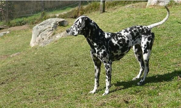 Evcil hayvan yetiştiricileri FrancisCanes Canine Hotel College, , foto