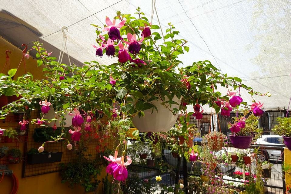 Yapay çam ağaçları ve süsleri Vivero El Maitén, Buenos Aires, foto