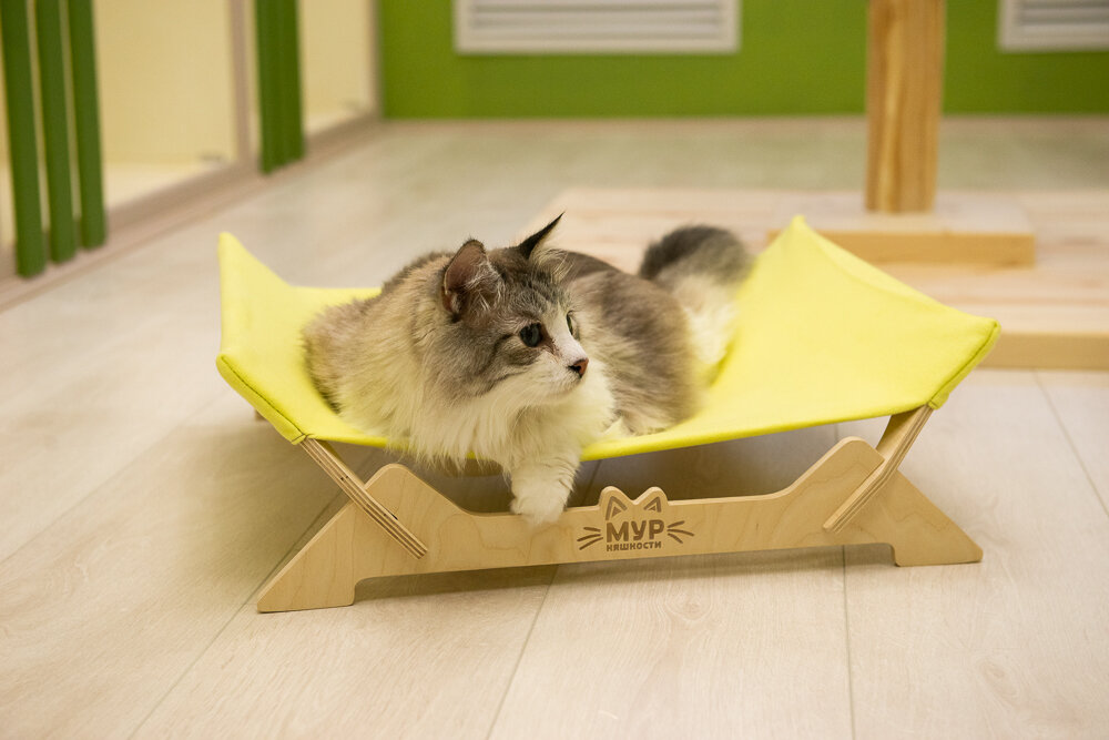 Maru The Cat Wallpaper