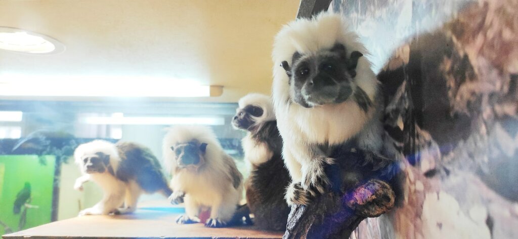 Hayvanat bahçeleri Exhibition of Exotic Animals Noah's Ark, Kostroma, foto