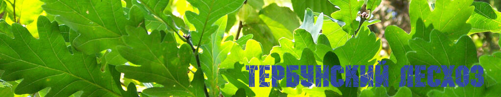 Orman işleri Terbunsky leskhoz, Lipetskaya oblastı, foto