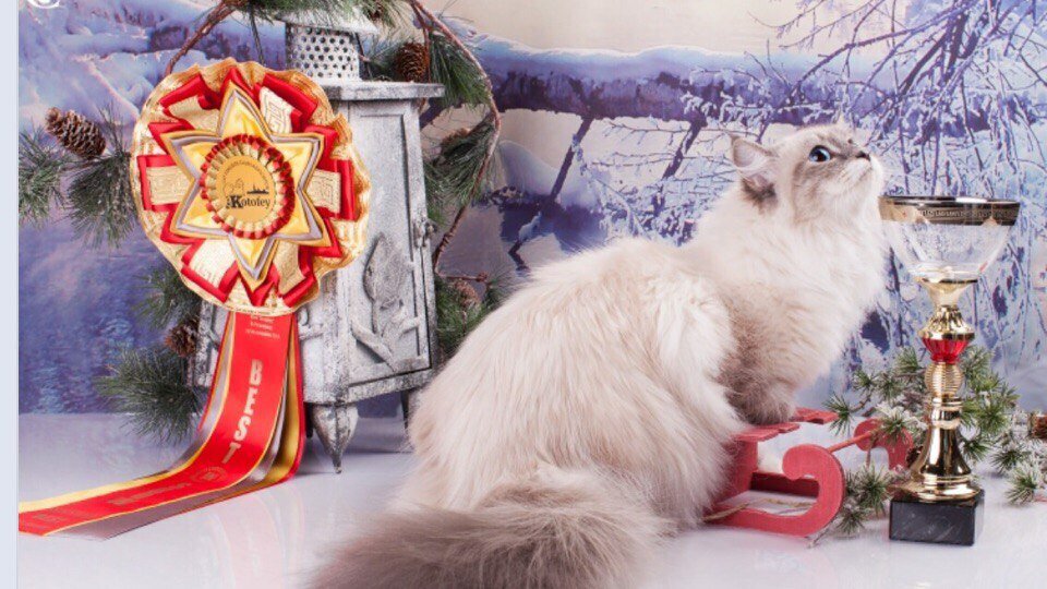 Evcil hayvan yetiştiricileri Nevskay Krasa, Saint‑Petersburg, foto