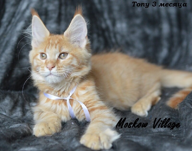 Evcil hayvan yetiştiricileri Питомник Мейнкунов Moskow Village, Moskova, foto