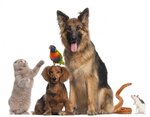 Зоотовары (Zagorodnaya ulitsa No:43к4), petshop  Kolpino'dan