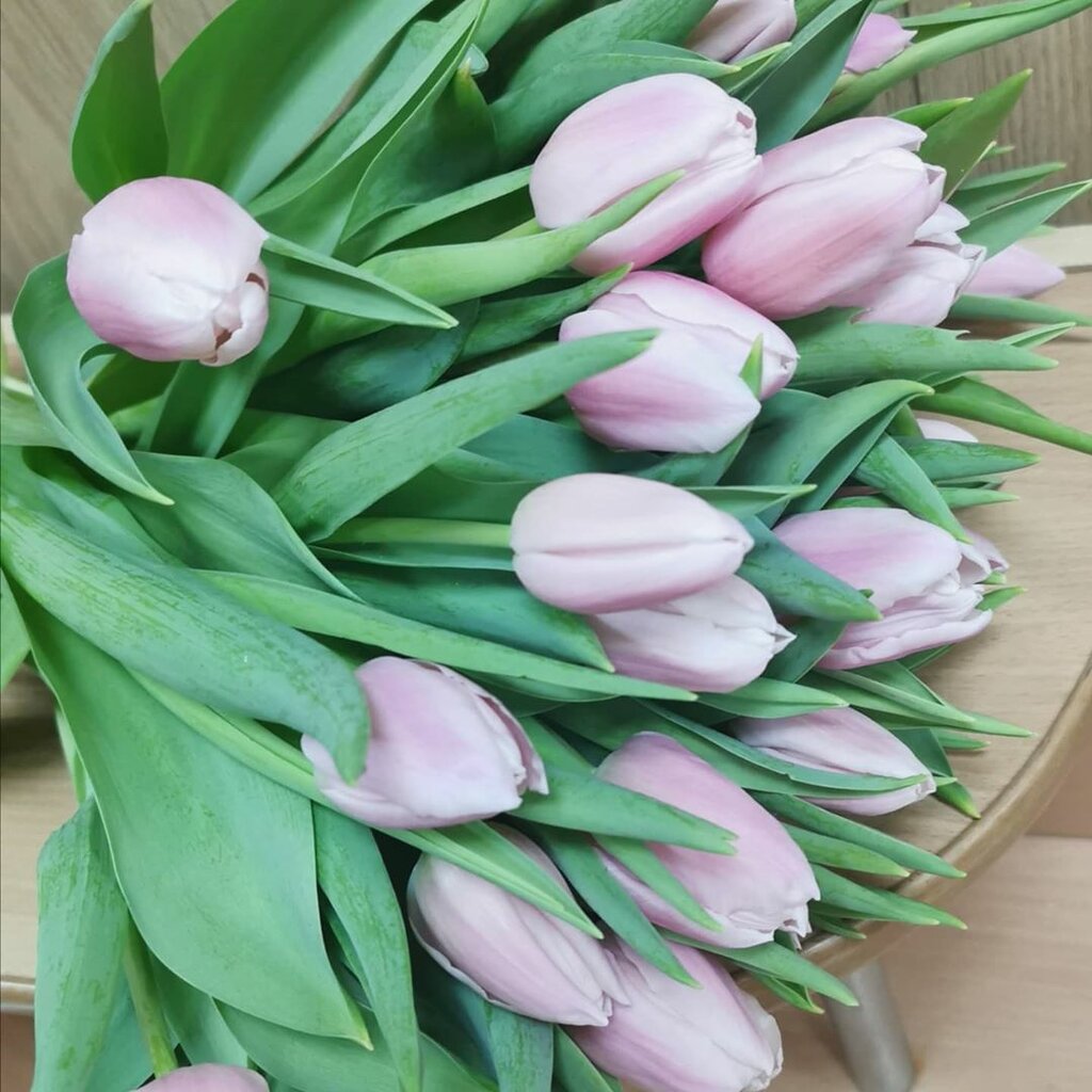 Çiçekçiler Sakura, Habarovski krayı, foto