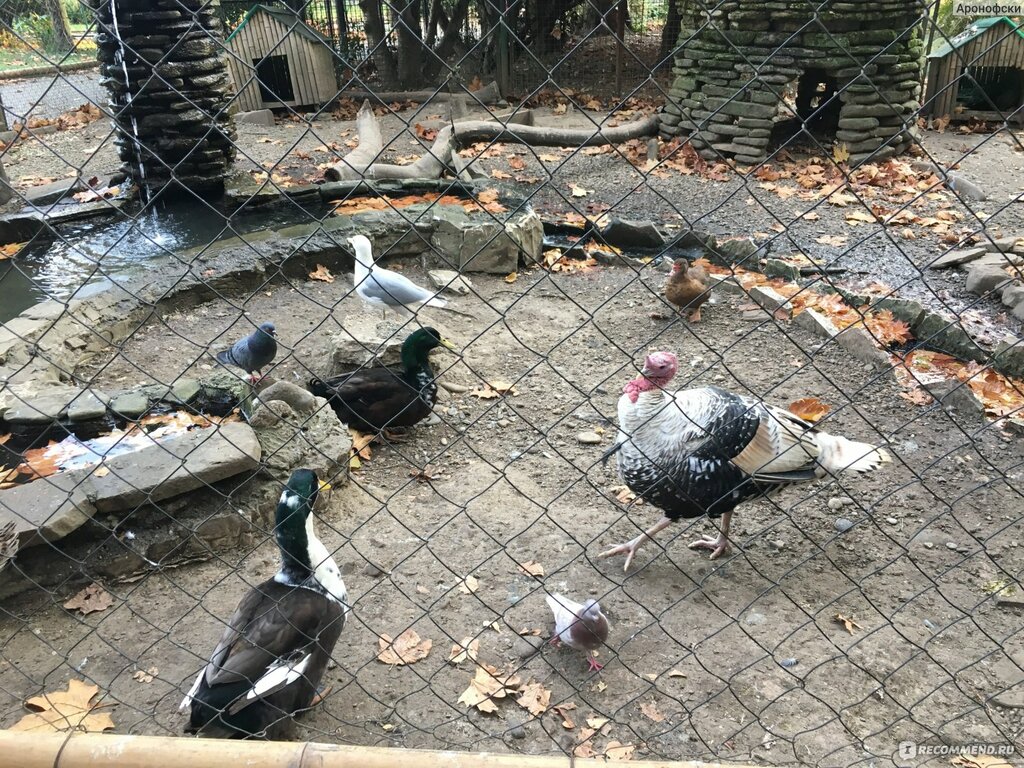 Hayvan muhafazaları Ducks, Soçi, foto