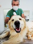 Aryavet Veteriner Kliniği (Aydın, Kuşadası, Menderes Cad., 125B), veteriner klinikleri  Kuşadası'ndan