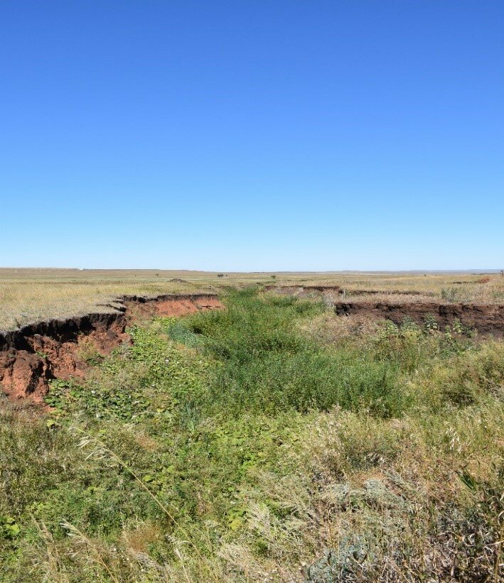 Pınar, çay Растущий родниковый овраг Верхняя Камышка, Orenburgskaya oblastı, foto