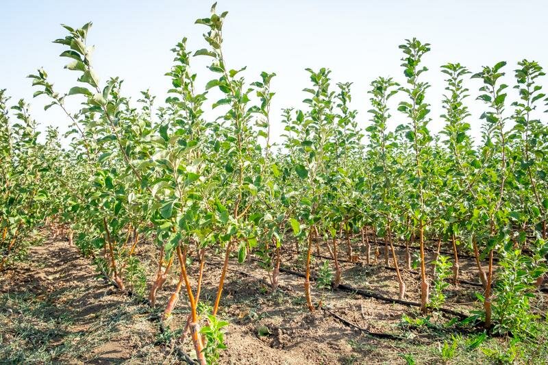 Fidan yetiştiriciliği Счастливый-Сад, Kırım Cumhuriyeti, foto