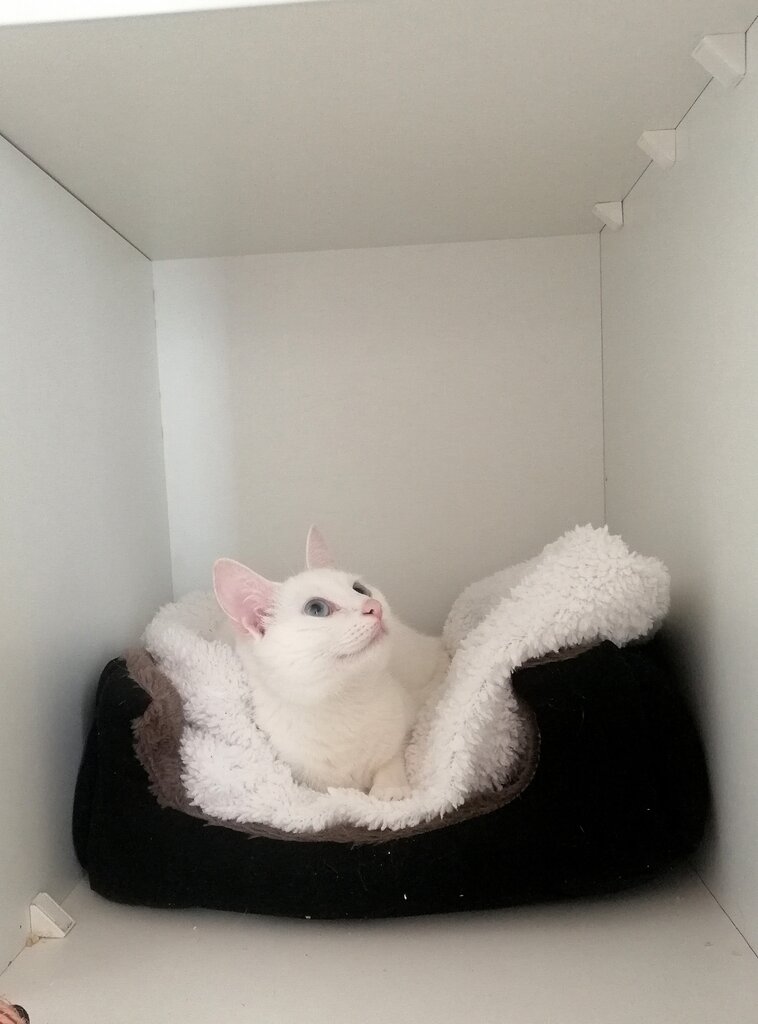 Pet otel Hotel for cats Moore-Meow, Minsk, Minskaya oblastı, foto